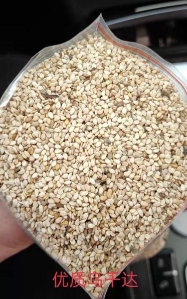 白芝麻价格最新行情_多少钱一斤-第1张图片-山城妙识