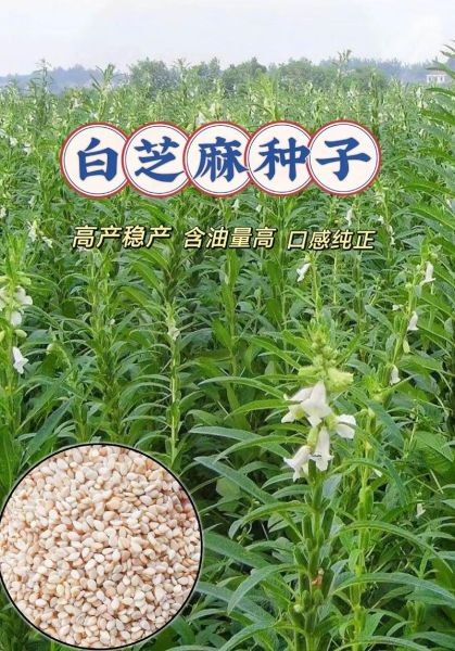 白芝麻价格最新行情_多少钱一斤-第2张图片-山城妙识