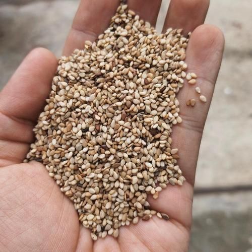 白芝麻价格最新行情_多少钱一斤-第3张图片-山城妙识