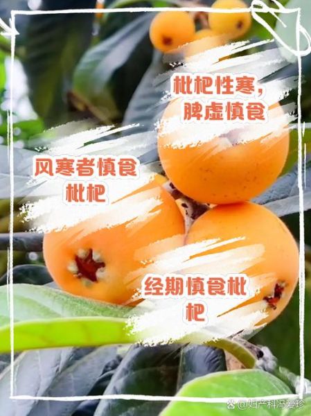 枇杷叶不适宜人群有哪些_枇杷叶哪些人不能吃-第2张图片-山城妙识 枇杷叶不适宜人群有哪些_枇杷叶哪些人不能吃-第2张图片-山城妙识