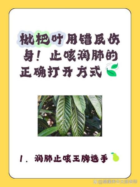 枇杷叶不适宜人群有哪些_枇杷叶哪些人不能吃-第1张图片-山城妙识 枇杷叶不适宜人群有哪些_枇杷叶哪些人不能吃-第1张图片-山城妙识