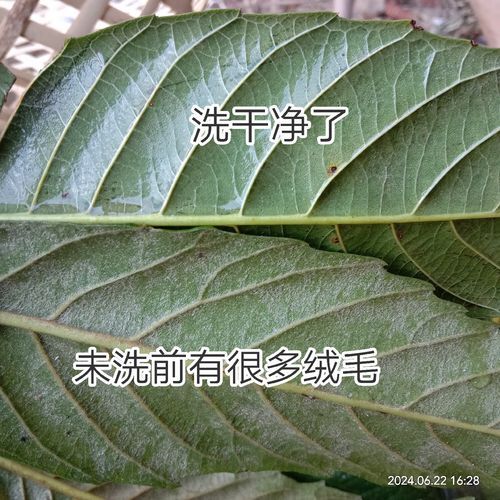 枇杷叶不适宜人群有哪些_枇杷叶哪些人不能吃-第3张图片-山城妙识 枇杷叶不适宜人群有哪些_枇杷叶哪些人不能吃-第3张图片-山城妙识