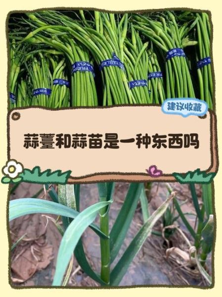 蒜苔和蒜苗是同一种吗_区别与营养价值-第1张图片-山城妙识