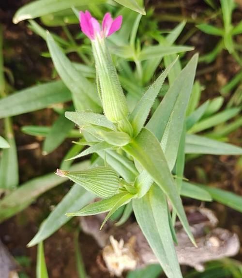 野生面条菜开花图片_怎么识别-第2张图片-山城妙识