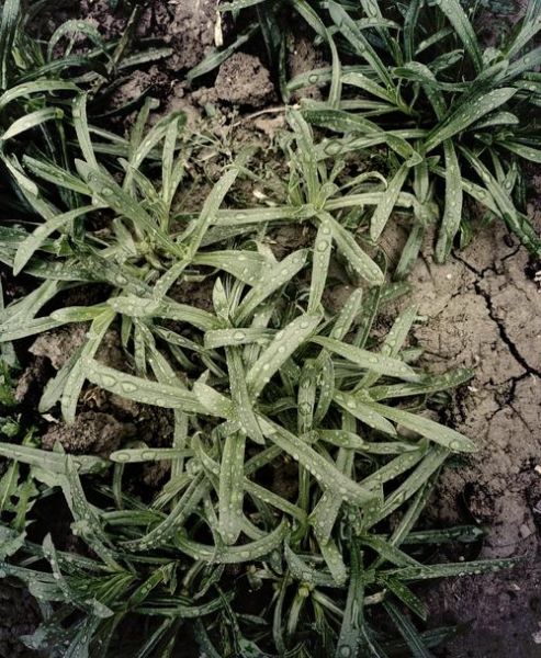 野生面条菜开花图片_怎么识别-第1张图片-山城妙识