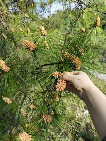 松花粉一般服用多久就要停了_松花粉吃多久停一次-第3张图片-山城妙识