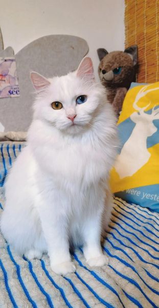 狮子猫异瞳多少钱_狮子猫异瞳会遗传吗-第2张图片-山城妙识 狮子猫异瞳多少钱_狮子猫异瞳会遗传吗-第2张图片-山城妙识