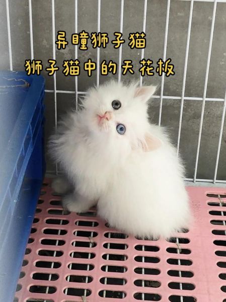 狮子猫异瞳多少钱_狮子猫异瞳会遗传吗-第3张图片-山城妙识 狮子猫异瞳多少钱_狮子猫异瞳会遗传吗-第3张图片-山城妙识