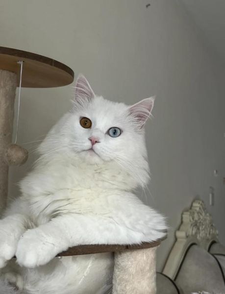 狮子猫异瞳多少钱_狮子猫异瞳会遗传吗-第1张图片-山城妙识 狮子猫异瞳多少钱_狮子猫异瞳会遗传吗-第1张图片-山城妙识