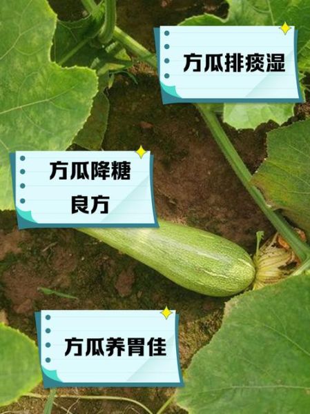 方瓜的营养价值有哪些_方瓜的功效与作用是什么-第3张图片-山城妙识