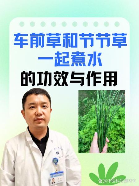 车前草煮水能治什么病_车前草煮水有什么功效-第1张图片-山城妙识