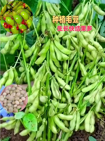 毛豆网站是什么_毛豆网站靠谱吗-第3张图片-山城妙识