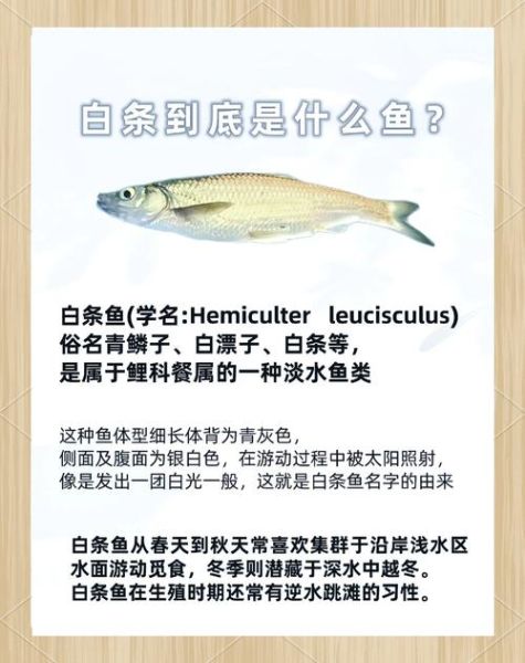 白枪鱼长什么样子_白枪鱼和白条鱼的区别-第3张图片-山城妙识