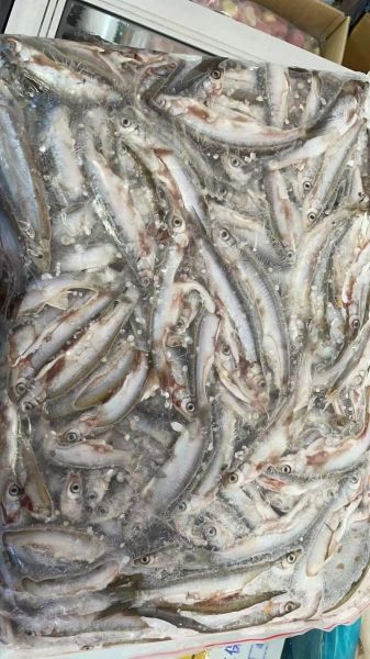 白枪鱼长什么样子_白枪鱼和白条鱼的区别-第2张图片-山城妙识