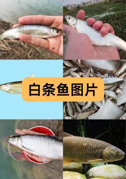 白枪鱼长什么样子_白枪鱼和白条鱼的区别-第1张图片-山城妙识