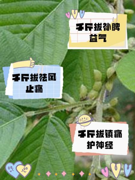 千斤拔的功效与作用_适合哪些人群服用-第1张图片-山城妙识