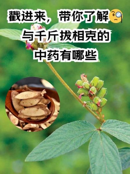 千斤拔的功效与作用_适合哪些人群服用-第2张图片-山城妙识