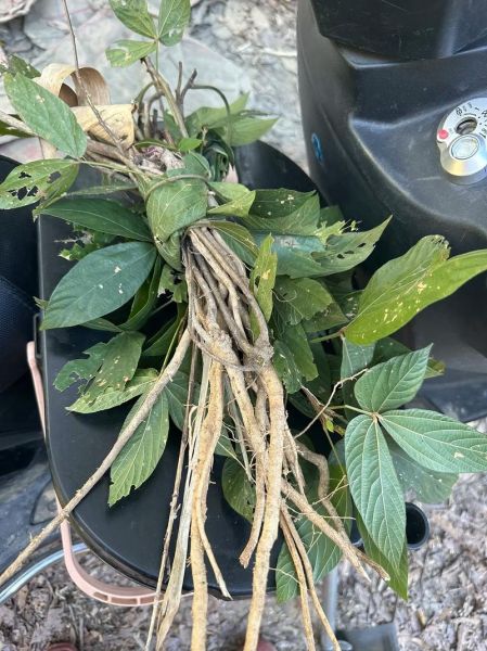 千斤拔的功效与作用_适合哪些人群服用-第3张图片-山城妙识