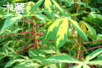 甜木薯图片_甜木薯和苦木薯区别-第3张图片-山城妙识 甜木薯图片_甜木薯和苦木薯区别-第3张图片-山城妙识