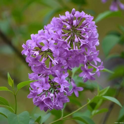 紫色的洋槐花能吃吗_紫色槐花食用禁忌-第1张图片-山城妙识 紫色的洋槐花能吃吗_紫色槐花食用禁忌-第1张图片-山城妙识