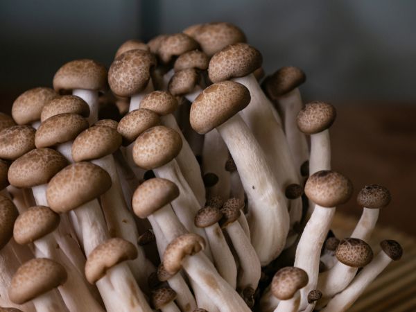 香菇做馅用焯水吗_香菇做馅要不要焯水-第1张图片-山城妙识 香菇做馅用焯水吗_香菇做馅要不要焯水-第1张图片-山城妙识