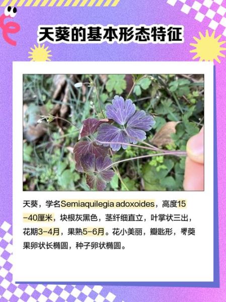 天葵是什么器官_天葵在人体的哪个部位-第1张图片-山城妙识