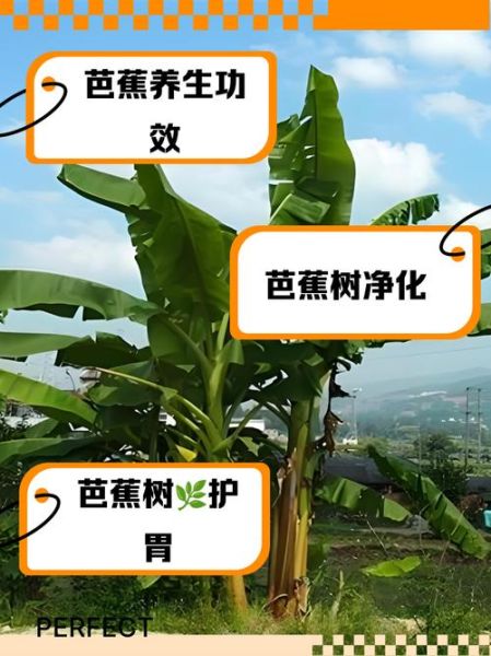 芭蕉树风水禁忌_门前种芭蕉树好吗-第1张图片-山城妙识