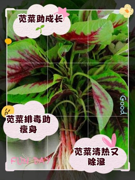 苋菜怎么做好吃_苋菜的功效与作用-第3张图片-山城妙识 苋菜怎么做好吃_苋菜的功效与作用-第3张图片-山城妙识