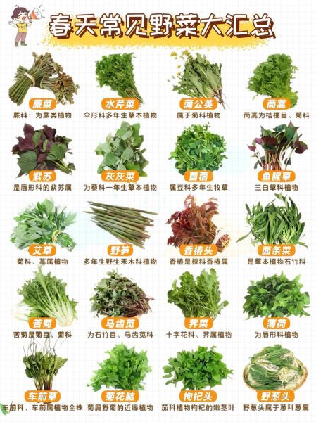 十大野菜有哪些_怎么辨别可食用野菜-第2张图片-山城妙识 十大野菜有哪些_怎么辨别可食用野菜-第2张图片-山城妙识