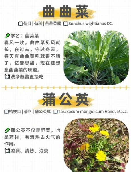 十大野菜有哪些_怎么辨别可食用野菜-第3张图片-山城妙识 十大野菜有哪些_怎么辨别可食用野菜-第3张图片-山城妙识