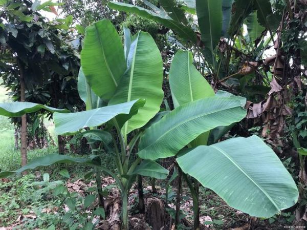 芭蕉树风水禁忌_门前种芭蕉树好吗-第2张图片-山城妙识