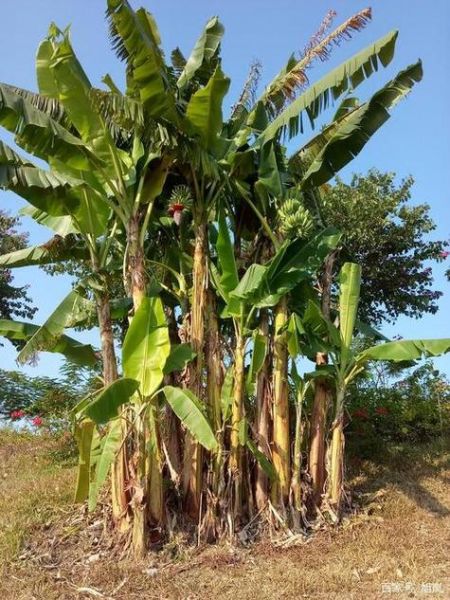 芭蕉树风水禁忌_门前种芭蕉树好吗-第3张图片-山城妙识
