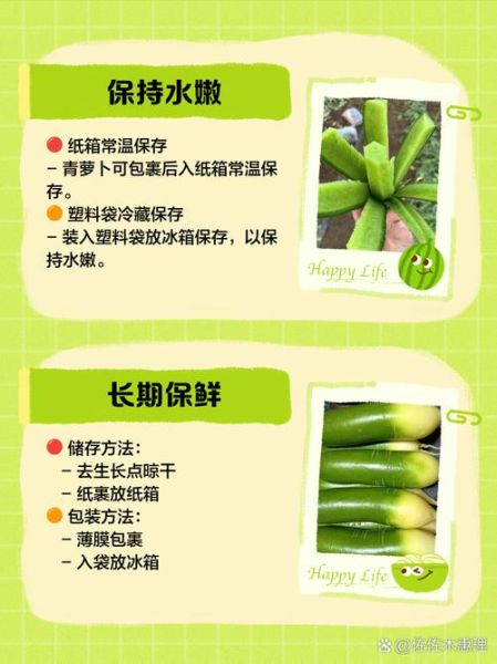 青萝卜怎么保存时间长_青萝卜可以放冰箱吗-第1张图片-山城妙识 青萝卜怎么保存时间长_青萝卜可以放冰箱吗-第1张图片-山城妙识