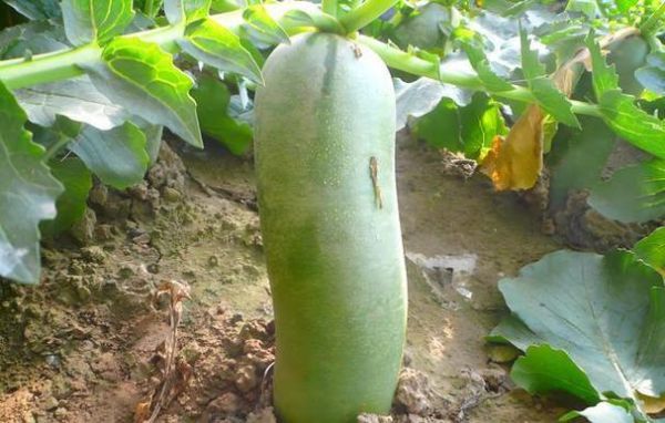 青萝卜怎么保存时间长_青萝卜可以放冰箱吗-第2张图片-山城妙识 青萝卜怎么保存时间长_青萝卜可以放冰箱吗-第2张图片-山城妙识