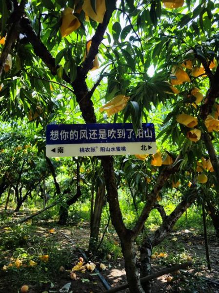 无锡阳山水蜜桃采摘园门票多少钱_采摘时间到几月-第2张图片-山城妙识 无锡阳山水蜜桃采摘园门票多少钱_采摘时间到几月-第2张图片-山城妙识
