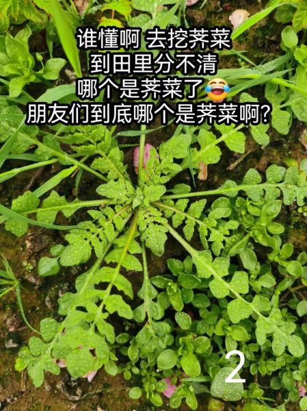 荠菜和蒲公英的区别图片_如何一眼分辨-第1张图片-山城妙识
