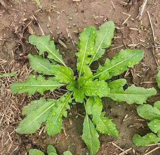 荠菜和蒲公英的区别图片_如何一眼分辨-第2张图片-山城妙识