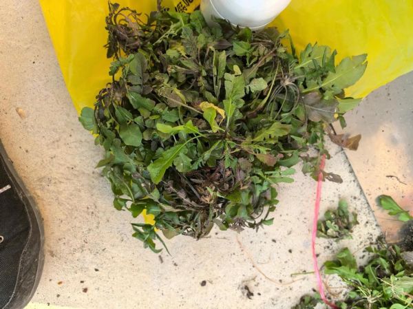 荠菜和蒲公英的区别图片_如何一眼分辨-第3张图片-山城妙识