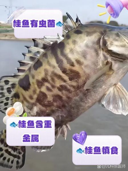 桂鱼为啥要少吃_桂鱼吃多了有什么危害-第1张图片-山城妙识 桂鱼为啥要少吃_桂鱼吃多了有什么危害-第1张图片-山城妙识