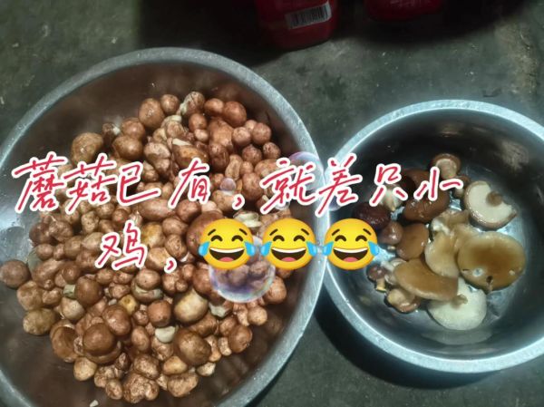 小鸡炖蘑菇下一句骂人_网络梗怎么来的-第3张图片-山城妙识