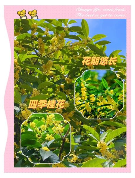新鲜桂花怎么保存香味_桂花香味持久技巧-第1张图片-山城妙识