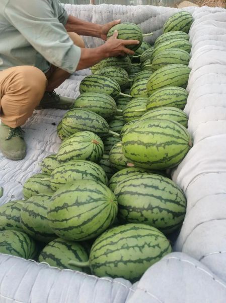 成熟吊瓜图片怎么识别_吊瓜什么时候采摘最好-第2张图片-山城妙识 成熟吊瓜图片怎么识别_吊瓜什么时候采摘最好-第2张图片-山城妙识