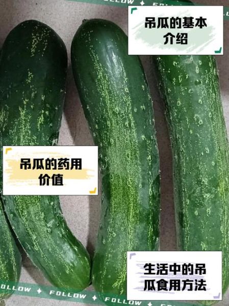 成熟吊瓜图片怎么识别_吊瓜什么时候采摘最好-第1张图片-山城妙识 成熟吊瓜图片怎么识别_吊瓜什么时候采摘最好-第1张图片-山城妙识