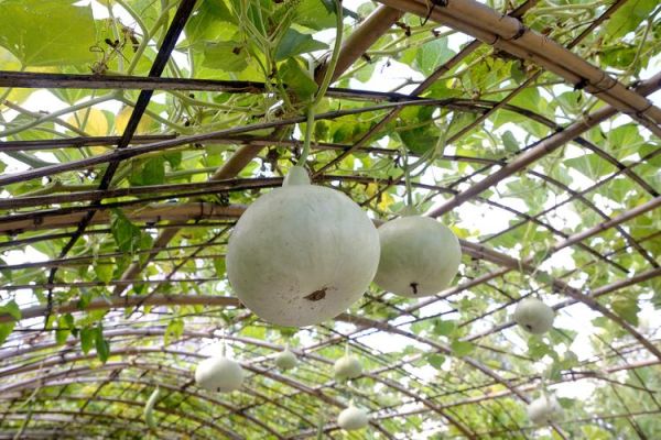 成熟吊瓜图片怎么识别_吊瓜什么时候采摘最好-第3张图片-山城妙识 成熟吊瓜图片怎么识别_吊瓜什么时候采摘最好-第3张图片-山城妙识