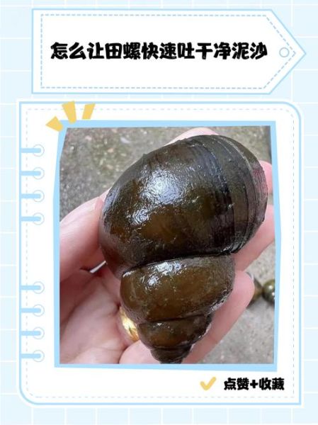 田螺怎么吃_田螺怎么清洗才干净-第2张图片-山城妙识