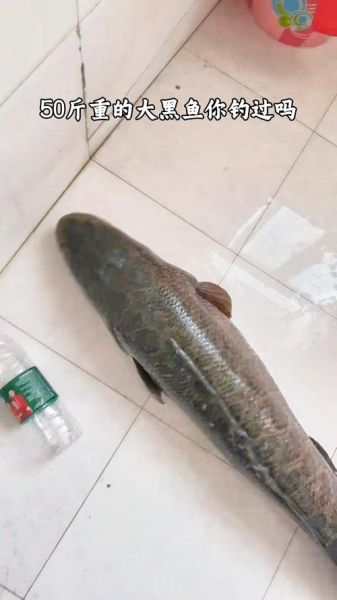 大乌鱼图片_大乌鱼长什么样-第2张图片-山城妙识