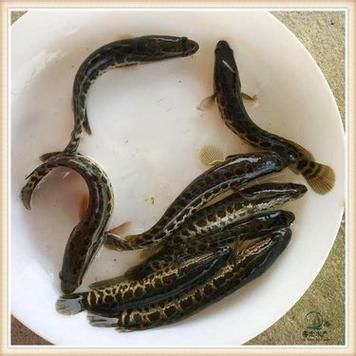 大乌鱼图片_大乌鱼长什么样-第1张图片-山城妙识