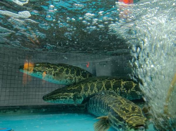 大乌鱼图片_大乌鱼长什么样-第3张图片-山城妙识