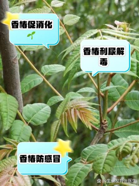 吃香椿有什么好处和坏处_香椿吃多了会上火吗-第1张图片-山城妙识 吃香椿有什么好处和坏处_香椿吃多了会上火吗-第1张图片-山城妙识
