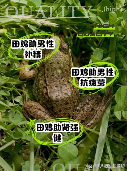 田鸡能吃吗_田鸡营养价值与食用禁忌-第1张图片-山城妙识 田鸡能吃吗_田鸡营养价值与食用禁忌-第1张图片-山城妙识